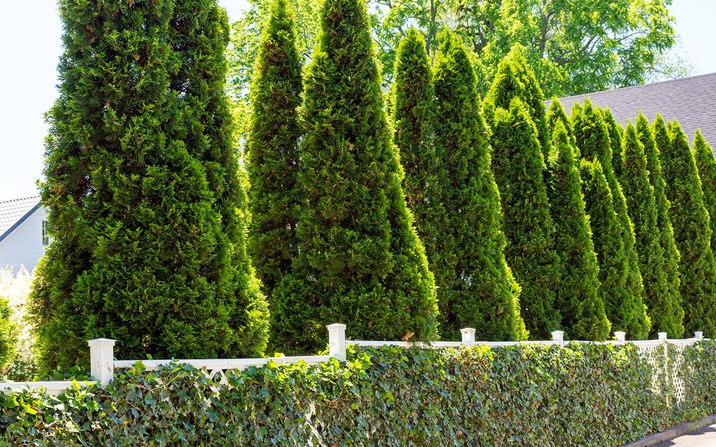 Best Privacy Trees and Shrubs for Your Yard - The Home Depot